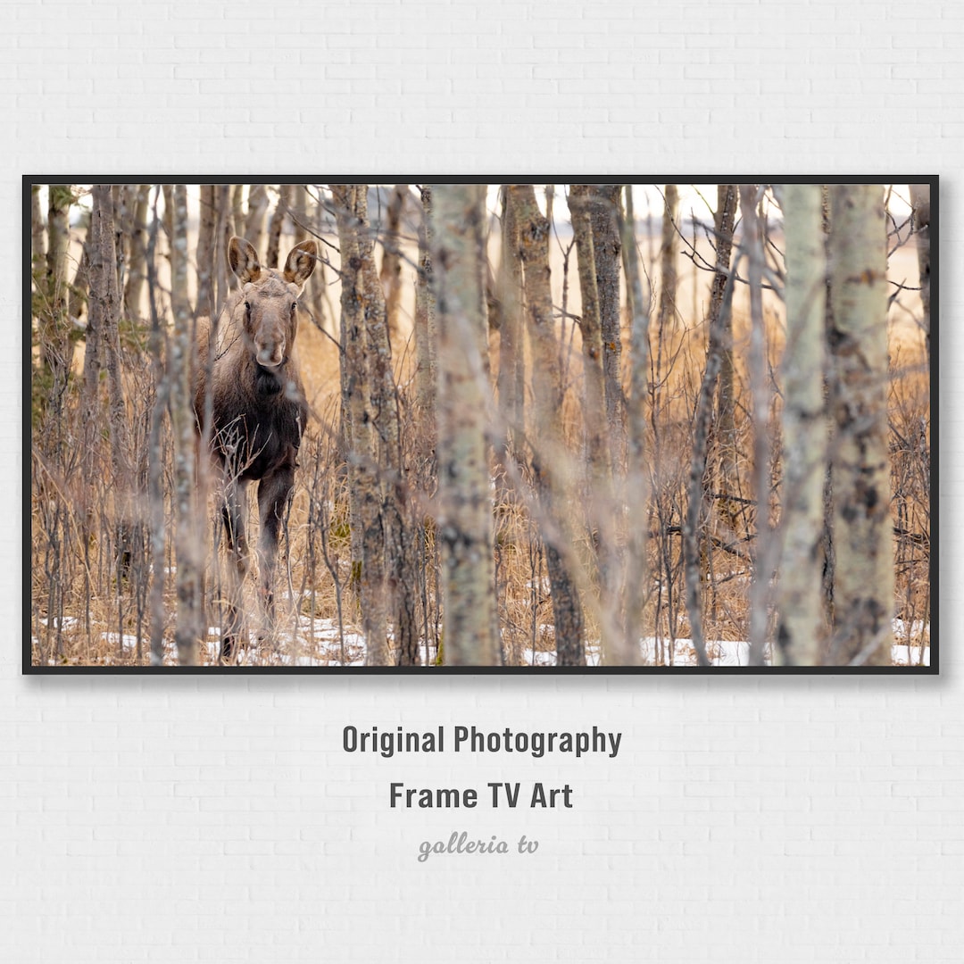 Baby Moose Frame TV Art, Digital Spring Frame TV Art, Canadian Wildlife ...