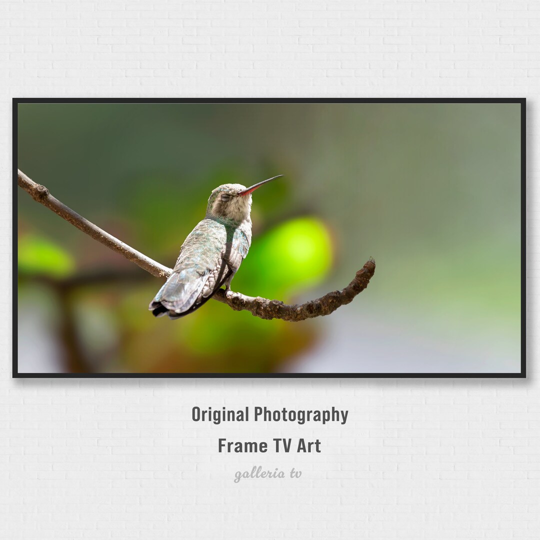 Hummingbird Frame TV Art, Bird Photography, Digital Frame TV Art ...