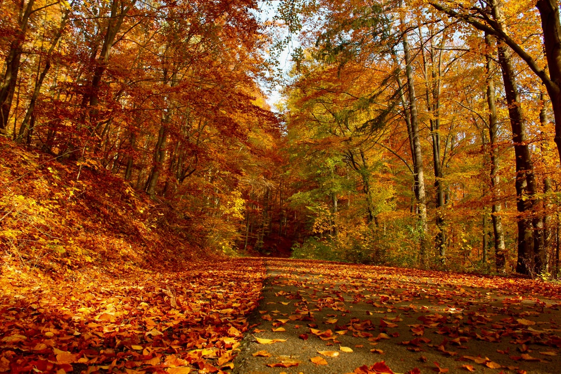 Autumn Forest Landscape Photo Print Fall Forest Poster Hiking Trail in ...