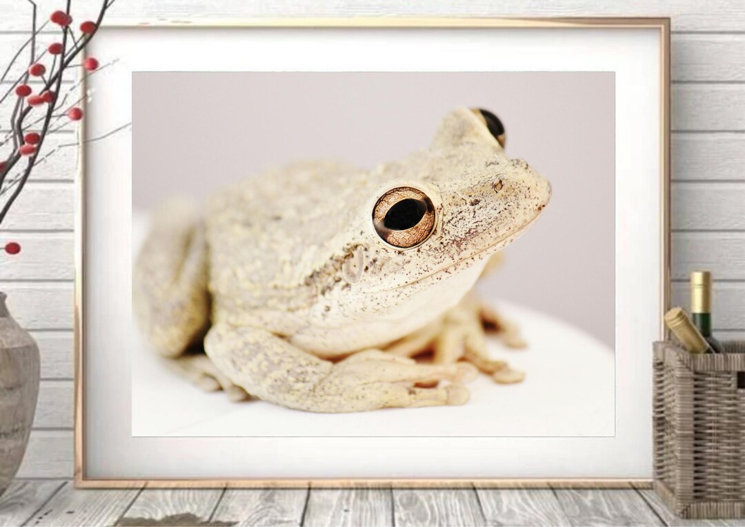 Frog Photo Small Frog Printable Photo Frog Wall Art Animal Poster Light ...