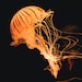 Jellyfish Photo Print Jellyfish Poster Underwater Animal Print Ocean ...