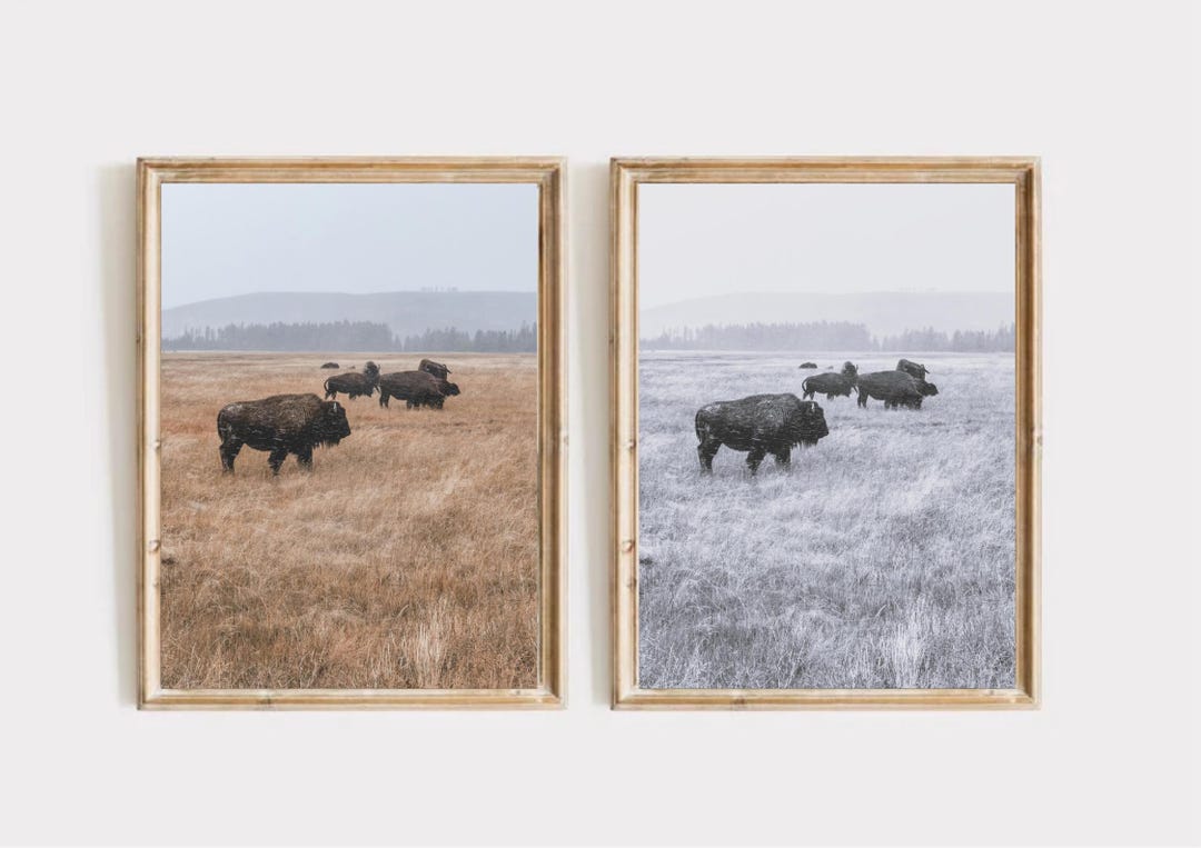 Bison Photo Set: Northern Wilderness Wall Art (digital Download) - Etsy