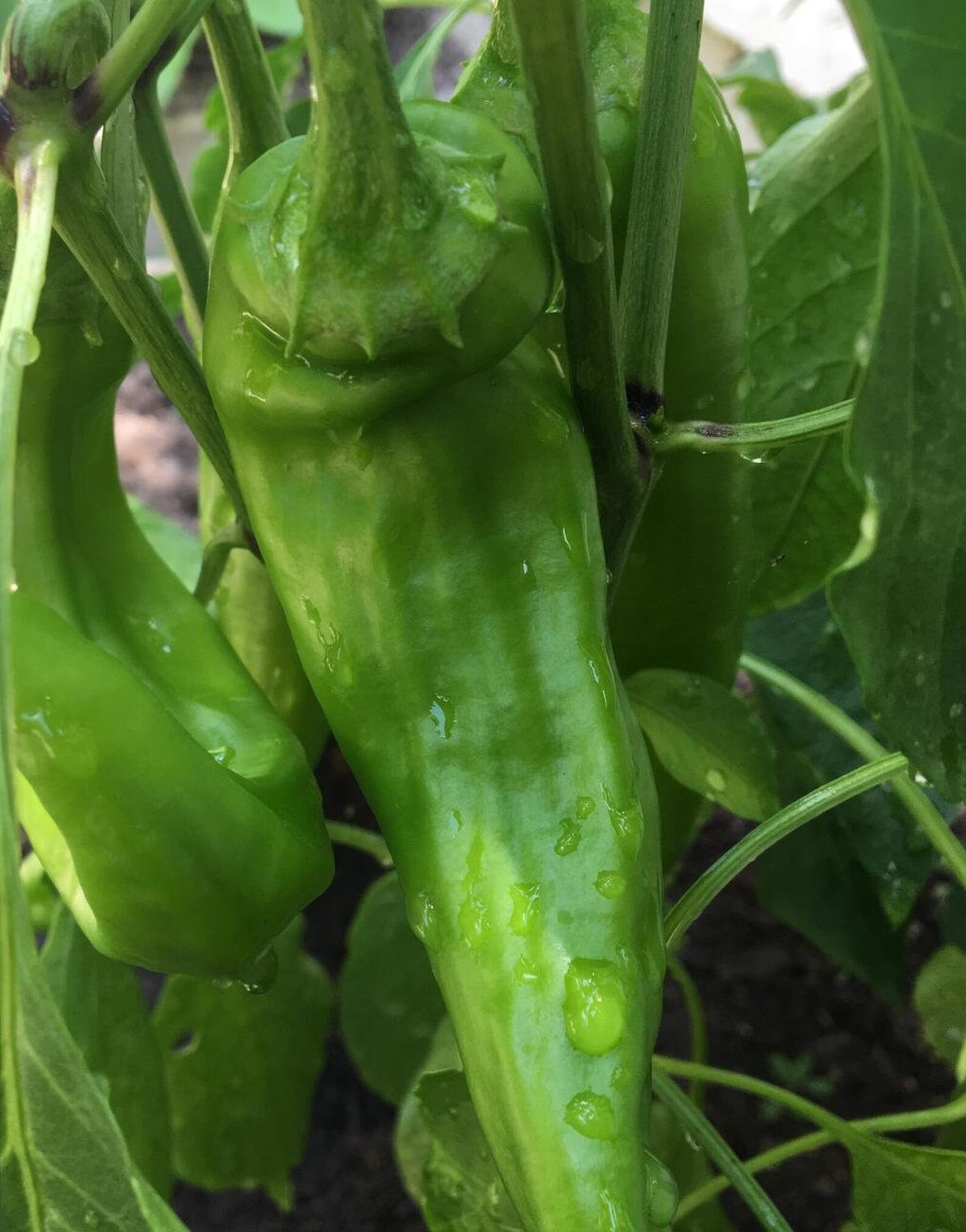 10+ New Mexico Big Jim Pepper Seeds | Hatch Green Chile Variety - Etsy