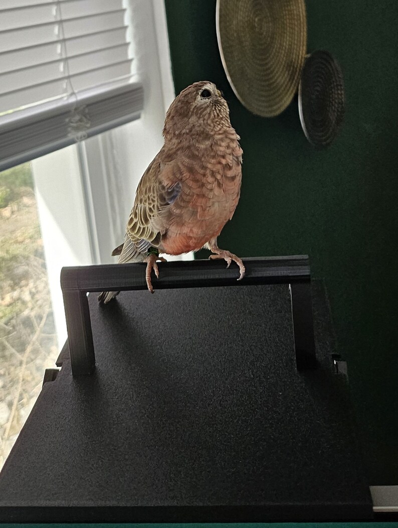 Pixel Perch: A 3d-printed Monitor Perch for Your Feathered Co-pilot ...