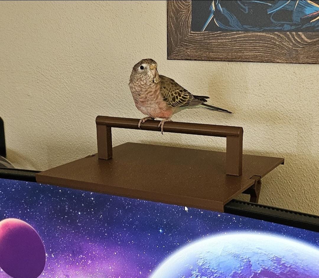 Monitor Perch for Your Feathered Co-pilot - Etsy