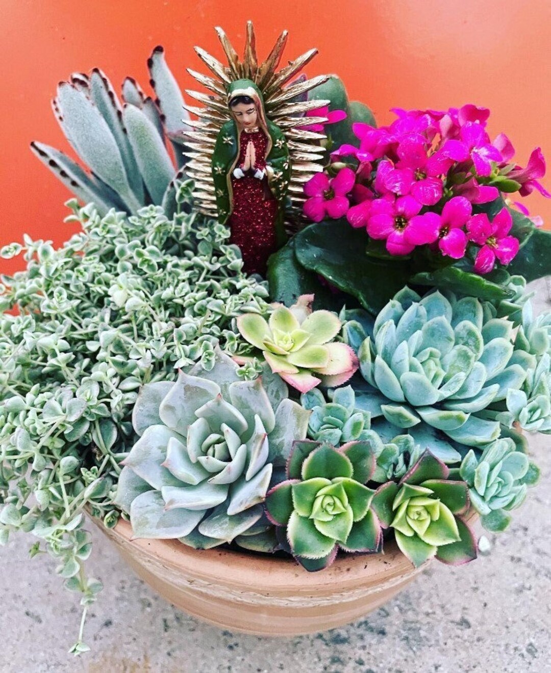 Succulent Plants, Plant Arrangement, Terracotta Planter, Our Lady of ...
