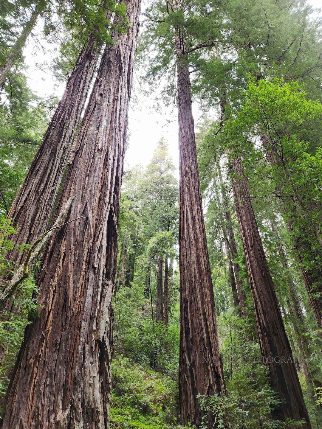 Redwood Print Wall Art Tree Photography - Etsy