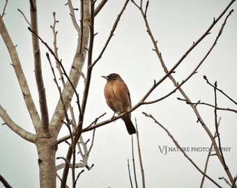 Robin Print Bird Photography Nature Wall Art Wildlife Landscape Fine ...
