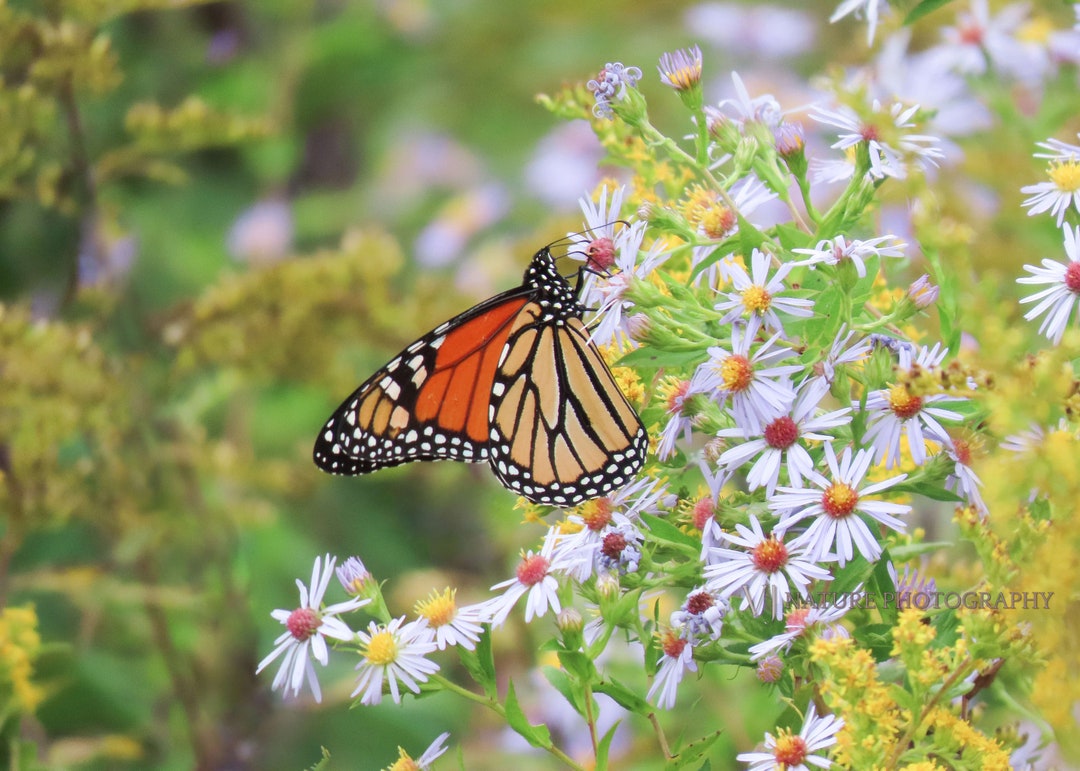 Monarch Butterfly Print Wall Art Nature Photography - Etsy