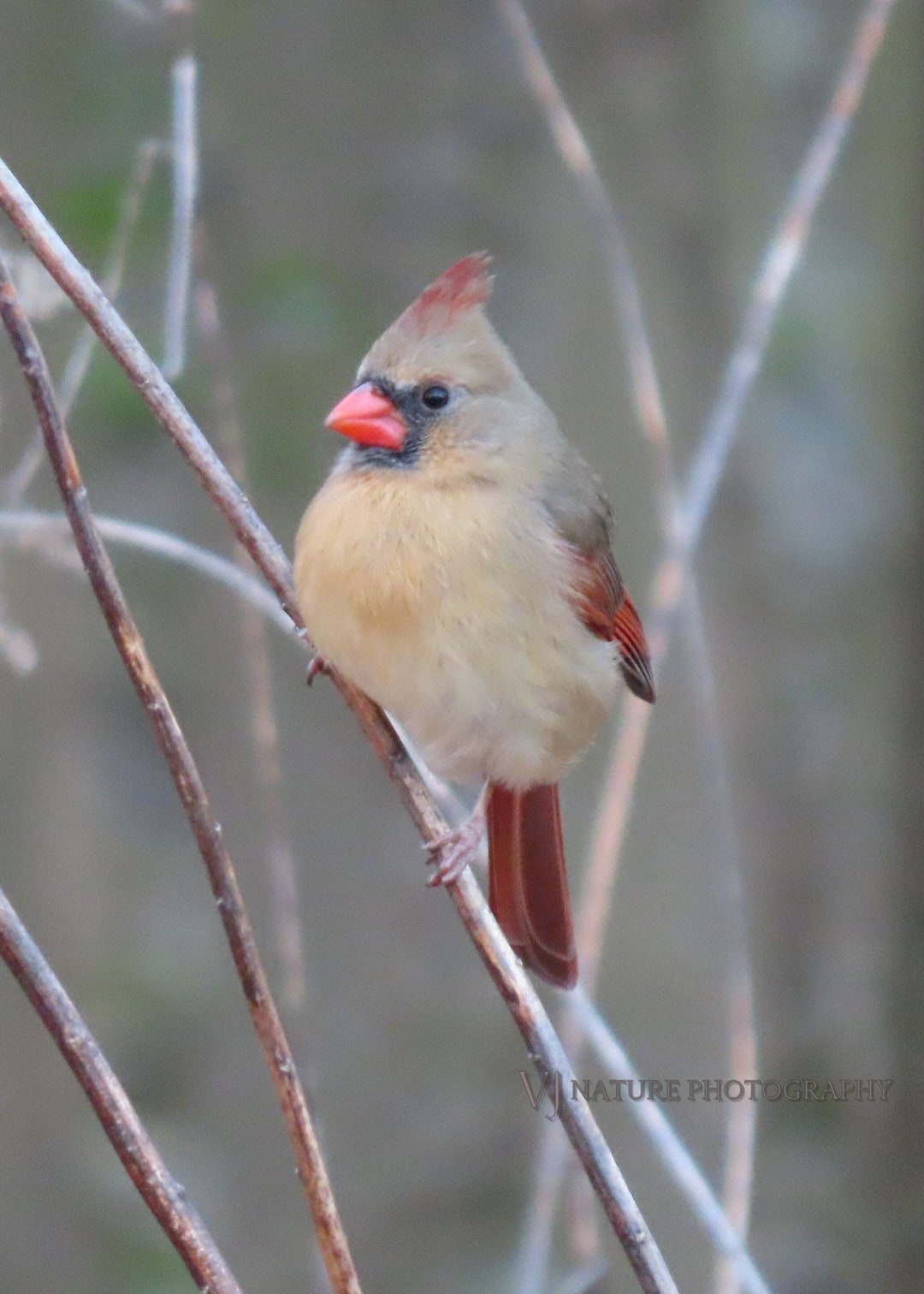 Cardinal Print Wall Art Bird Photography - Etsy