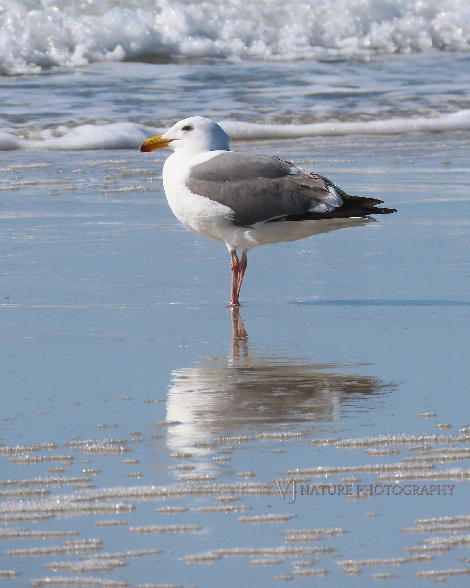Seagull Print Wall Art Bird Photography - Etsy