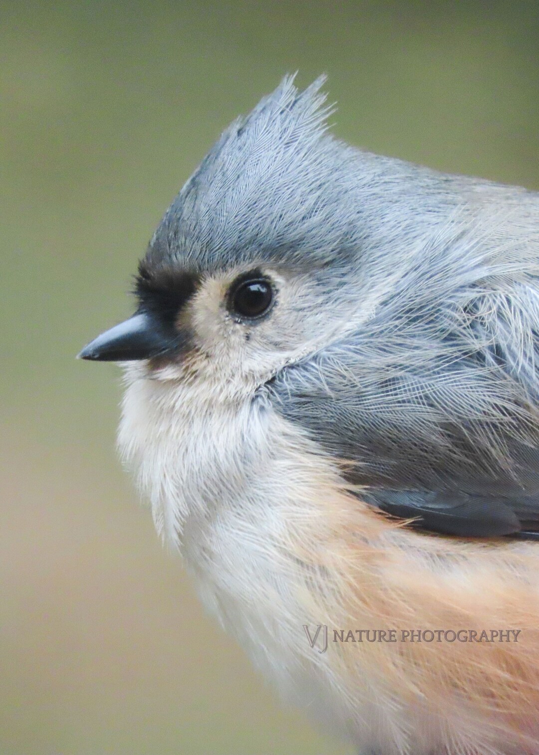 Tufted Titmouse Print Wall Art Bird Photography - Etsy
