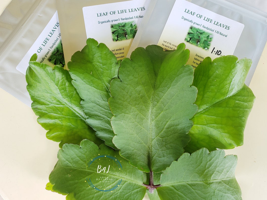 Leaf of Life LEAVES Organic Jamaica Miracle Leaf | Bryophyllum Pinnatum ...