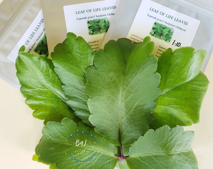 Leaf of Life LEAVES Organic Jamaica Miracle Leaf | Bryophyllum Pinnatum ...