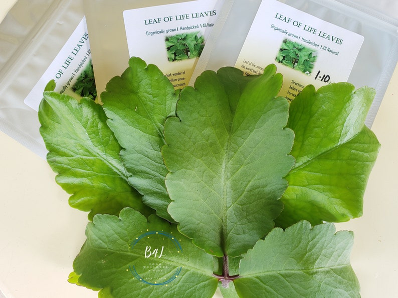 Leaf of Life LEAVES Organic Jamaica Miracle Leaf | Bryophyllum Pinnatum ...