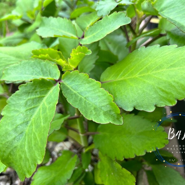 Leaf of Life Plant - Etsy