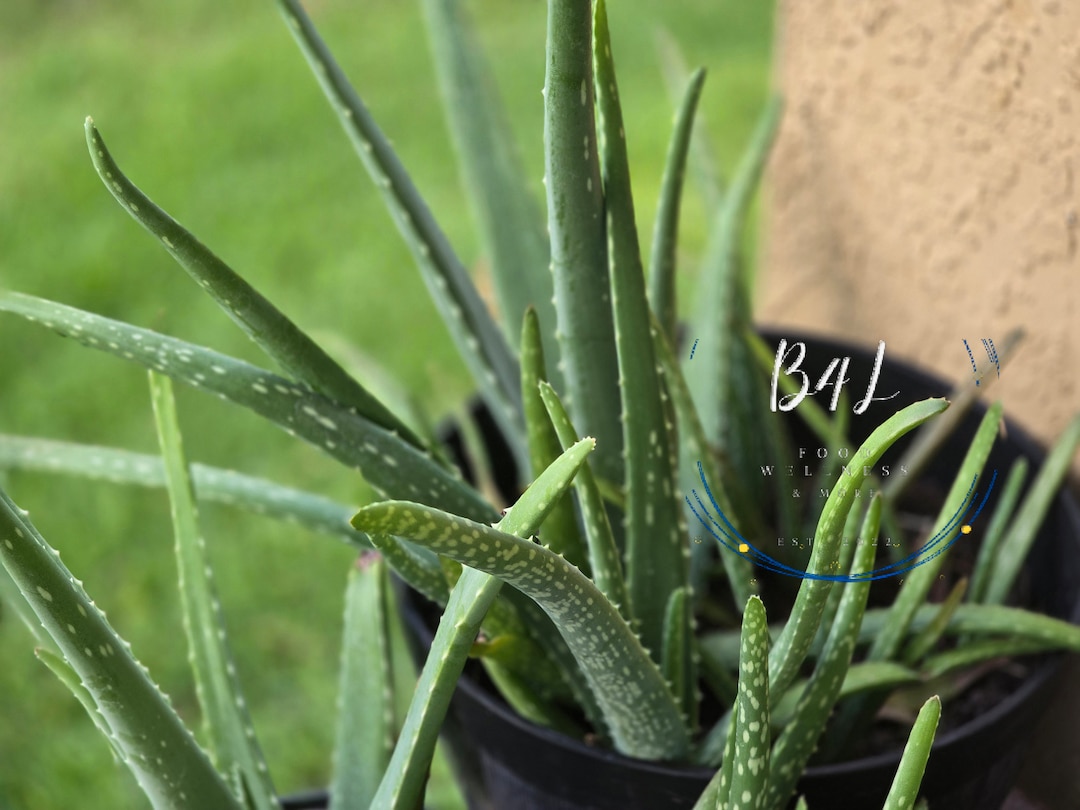 Organically Grown Aloe Vera Barbadensis | Aloe Vera Pup | Aloe ...