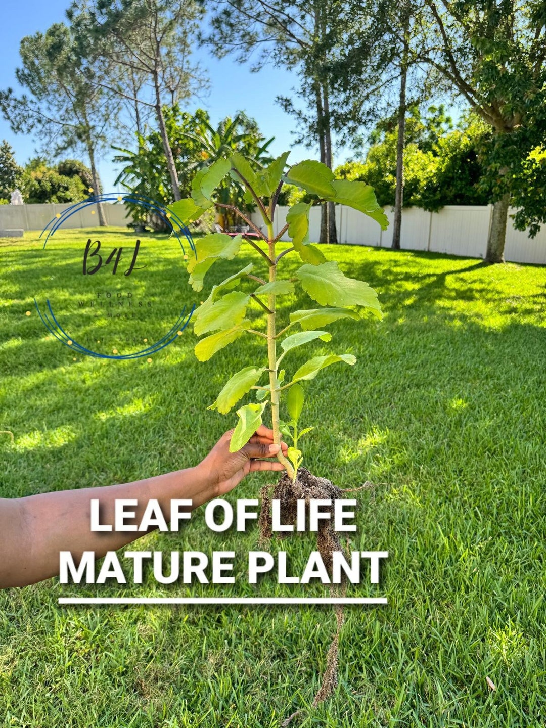1 Ft+ Jamaica Leaf of Life Fully Grown Live Plant | Organic Miracle ...