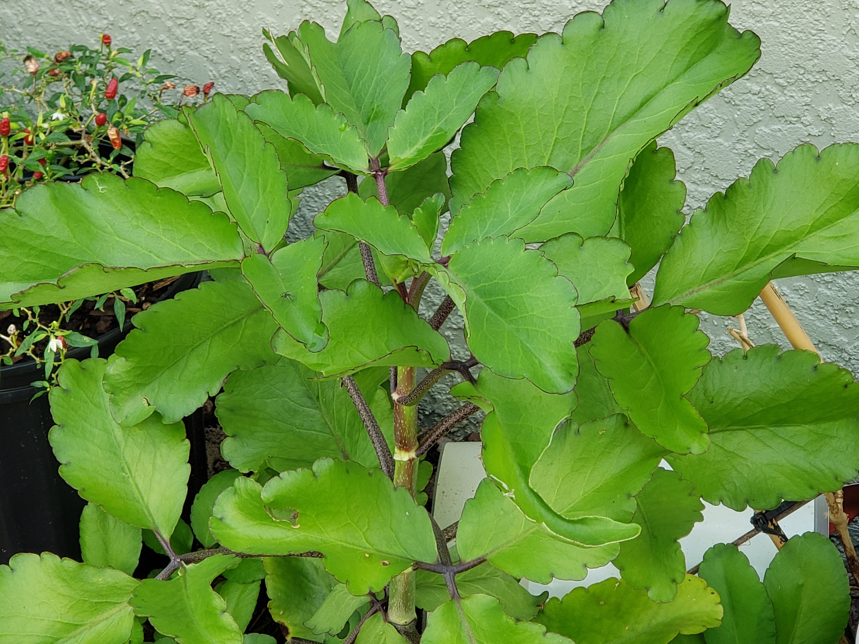 Jamaica Leaf of Life Starter Plant Organic Miracle Leaf Bryophyllum ...