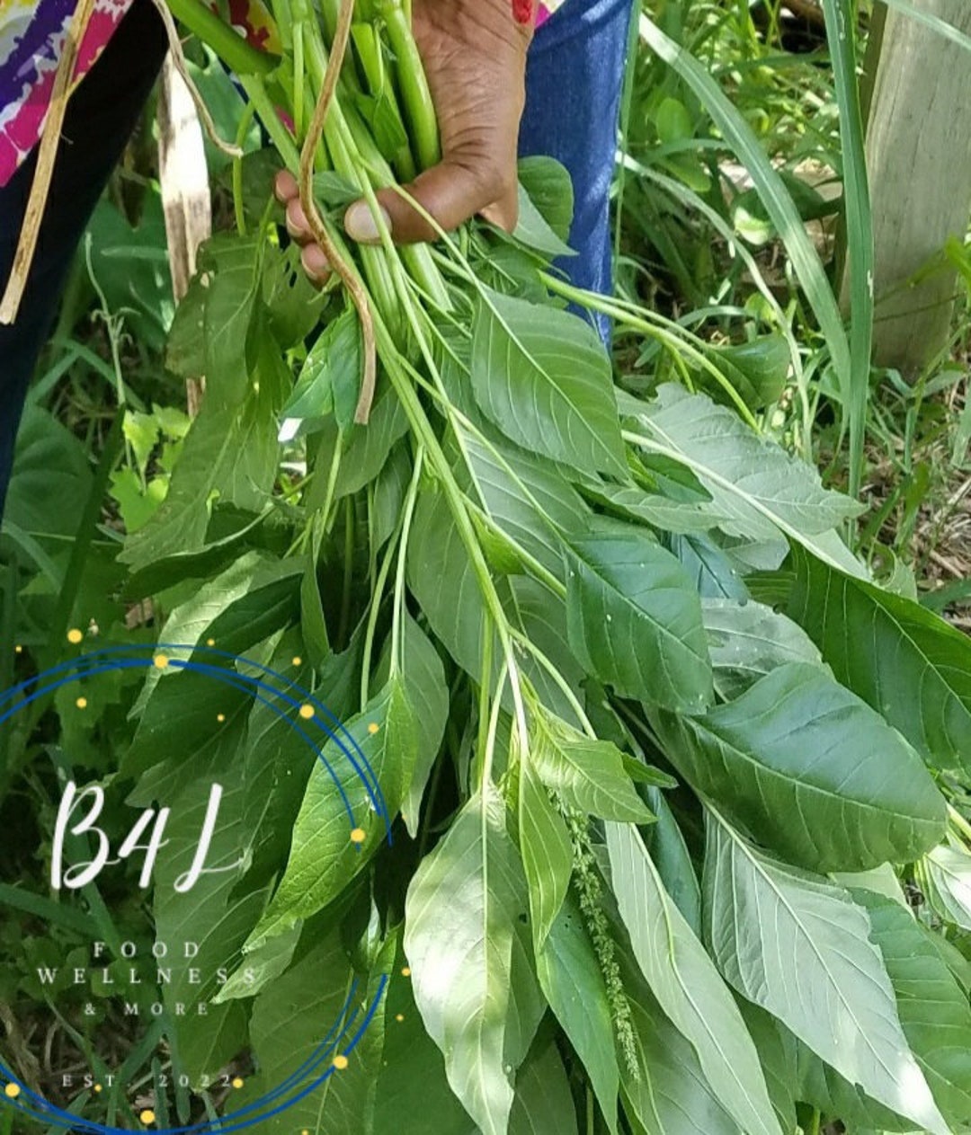 Jamaican Callaloo Seeds up to 350+ | Organic Amaranth Seeds| Red Stalk ...
