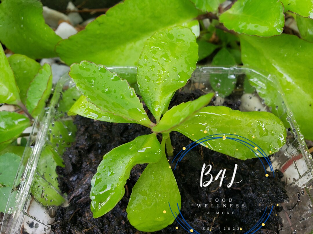 Jamaica Leaf of Life Starter Plant Organic Miracle Leaf Bryophyllum ...