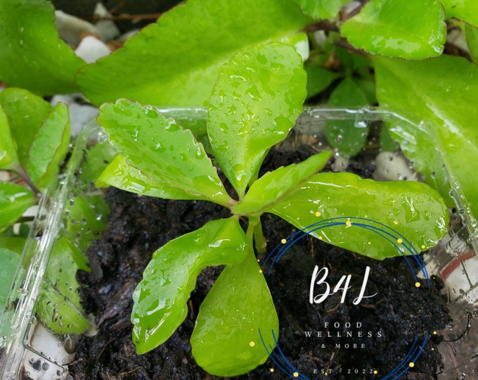 Jamaica Leaf of Life Starter Plant Organic Miracle Leaf Bryophyllum ...