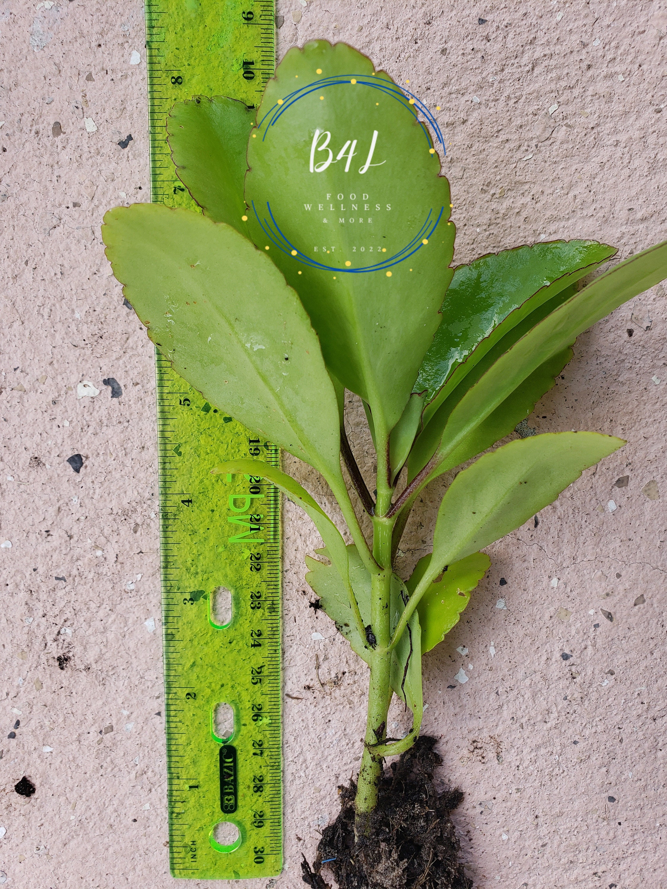 Jamaica Leaf of Life Starter Plant Organic Miracle Leaf Bryophyllum ...