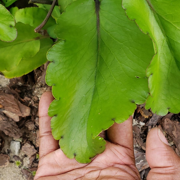 Miracle Leaf Plant - Etsy
