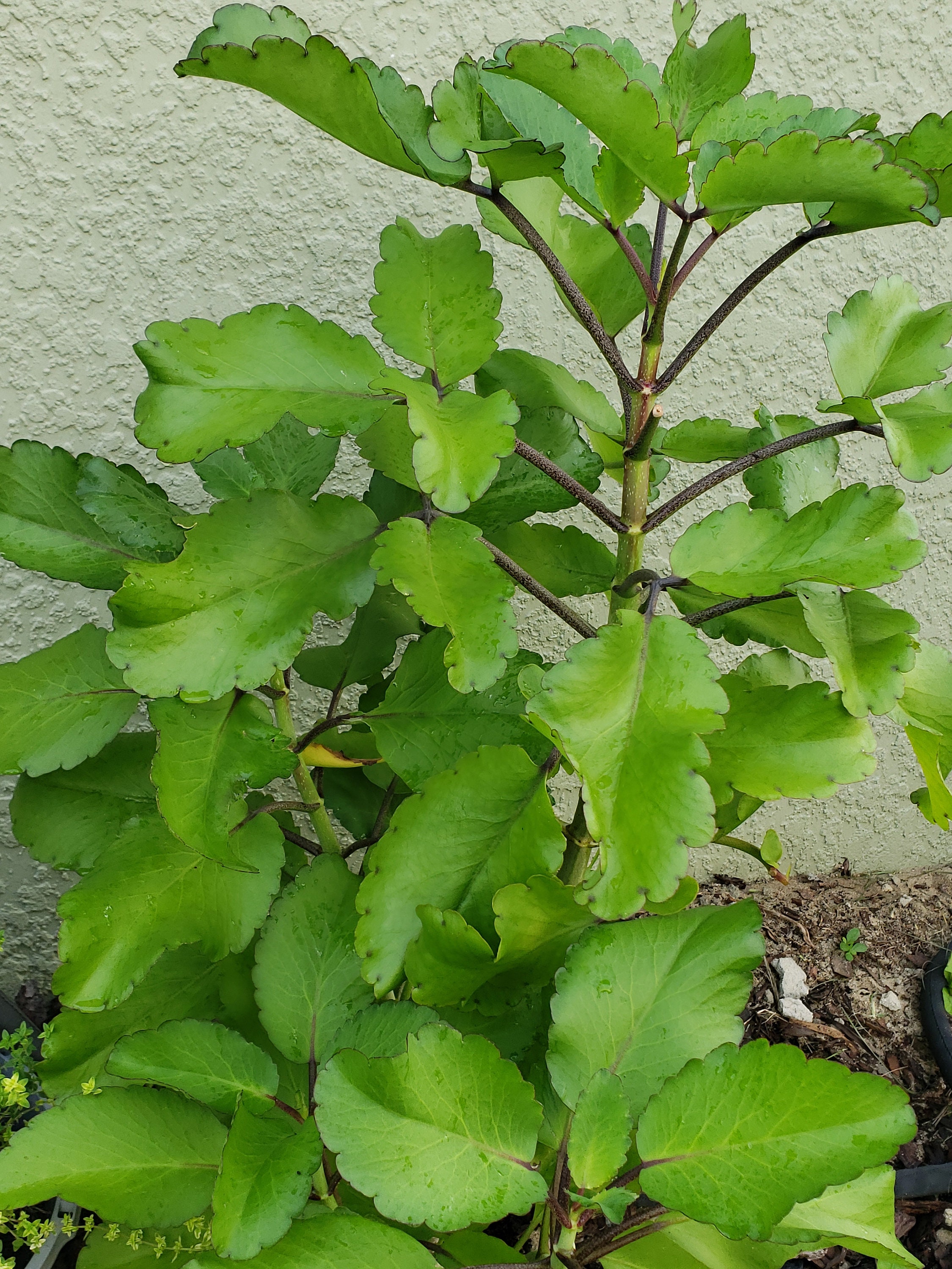 Jamaica Leaf of Life Starter Plant Organic Miracle Leaf Bryophyllum ...