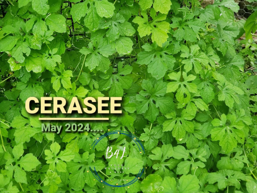 Jamaican Cerasee Leaves and Stem Dried, Organic Jamaican Wild-crafted ...