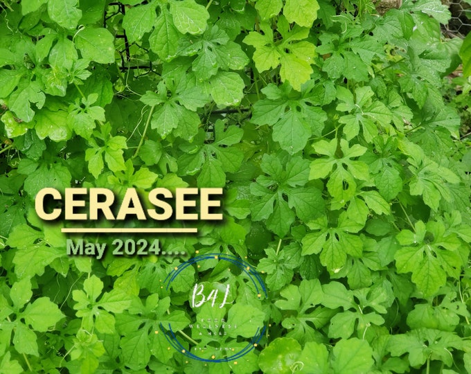 Jamaican Cerasee Leaves and Stem Dried, Organic Jamaican Wild-crafted ...