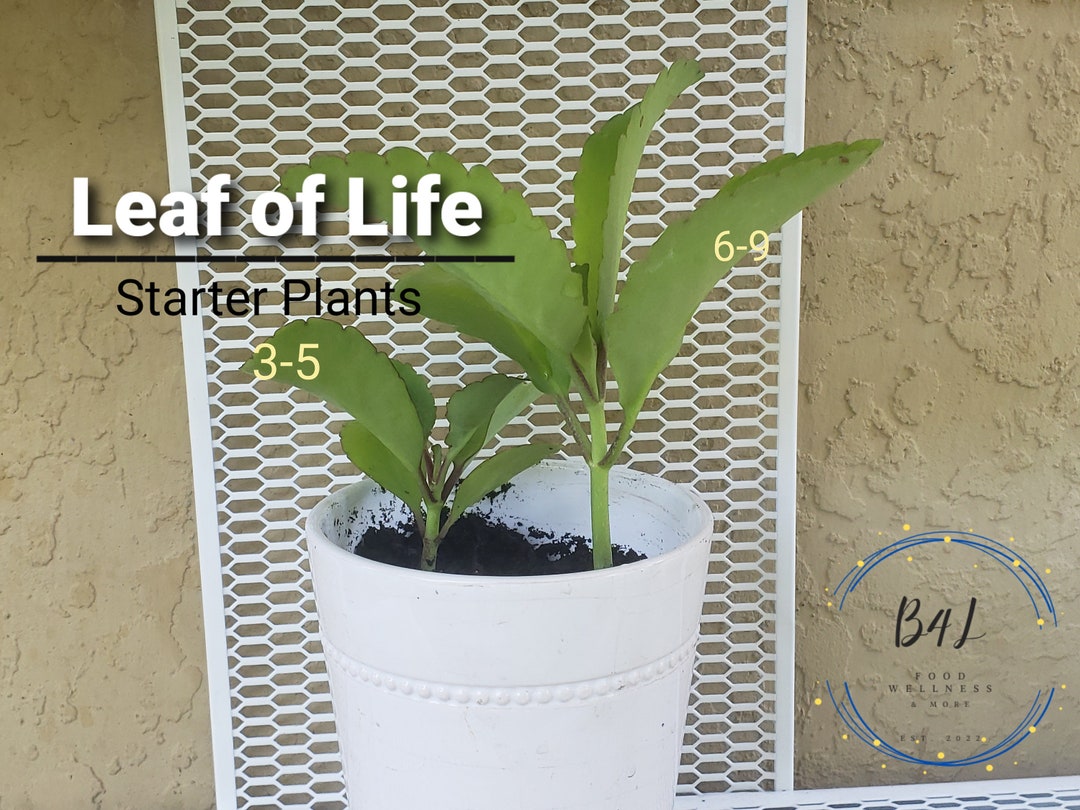 Jamaica Leaf of Life Starter Plant | Organic Miracle Leaf| Bryophyllum ...