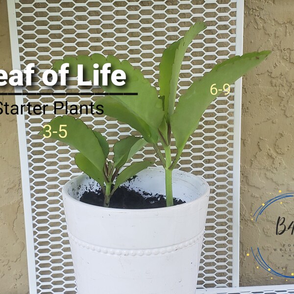 Leaf of Life Plant - Etsy