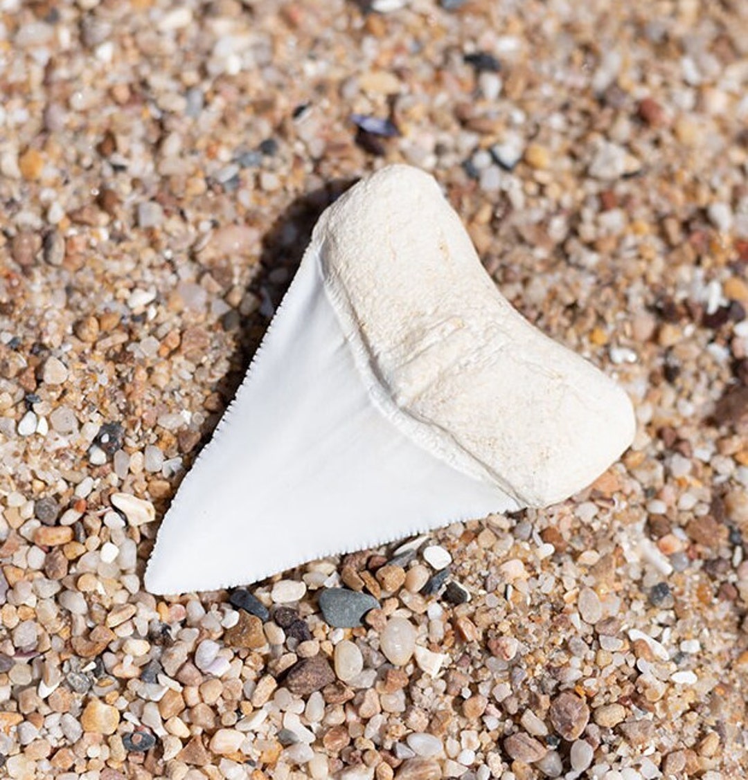 Great White Shark Tooth Museum Quality REPLICA Casted From REAL TOOTH ...
