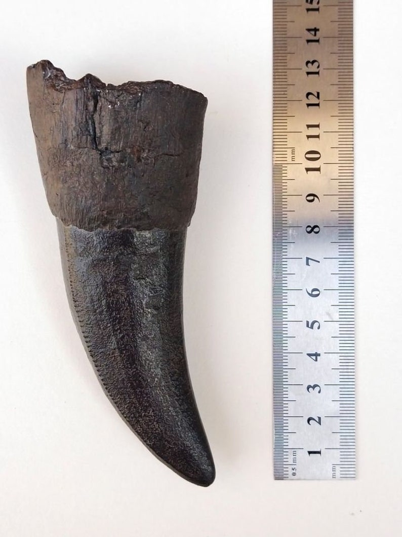 Tyrannosaurus Rex Tooth Fossil Dinosaur REPLICA Dino T-rex Jurassic ...
