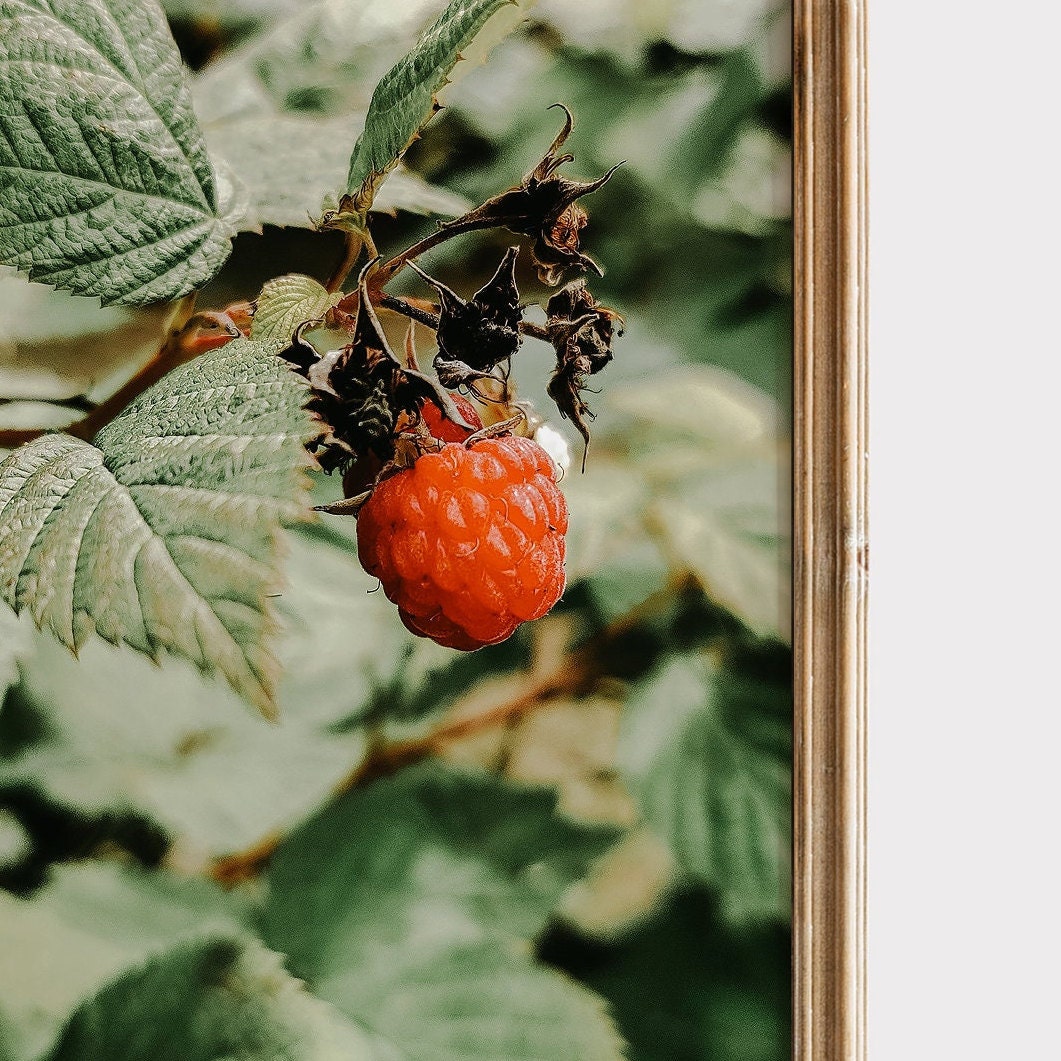 Summer Raspberry Print, Garden Wall Art, Raspberry Photography, Summer ...