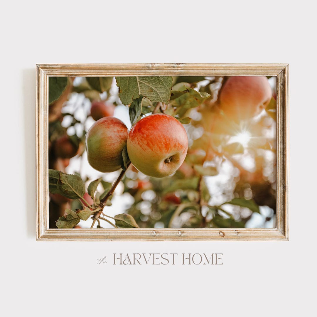 Apple Orchard Wall Art, Apples on the Tree, Apple Harvest Print, Autumn ...