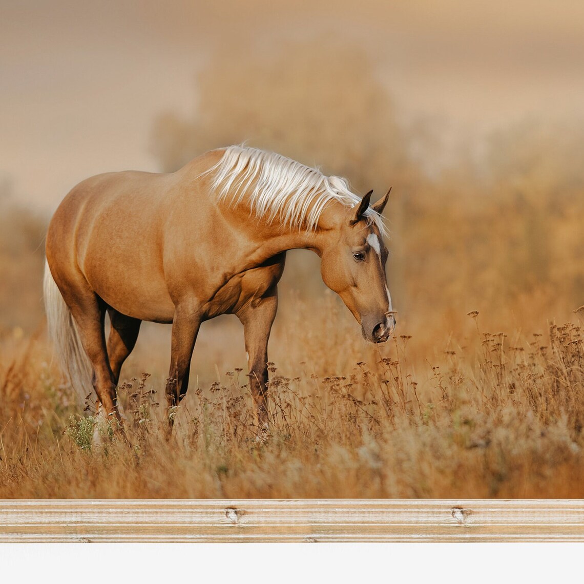 Samsung Frame TV Art | Autumn Horse TV Decor | Palomino Horse Photo ...
