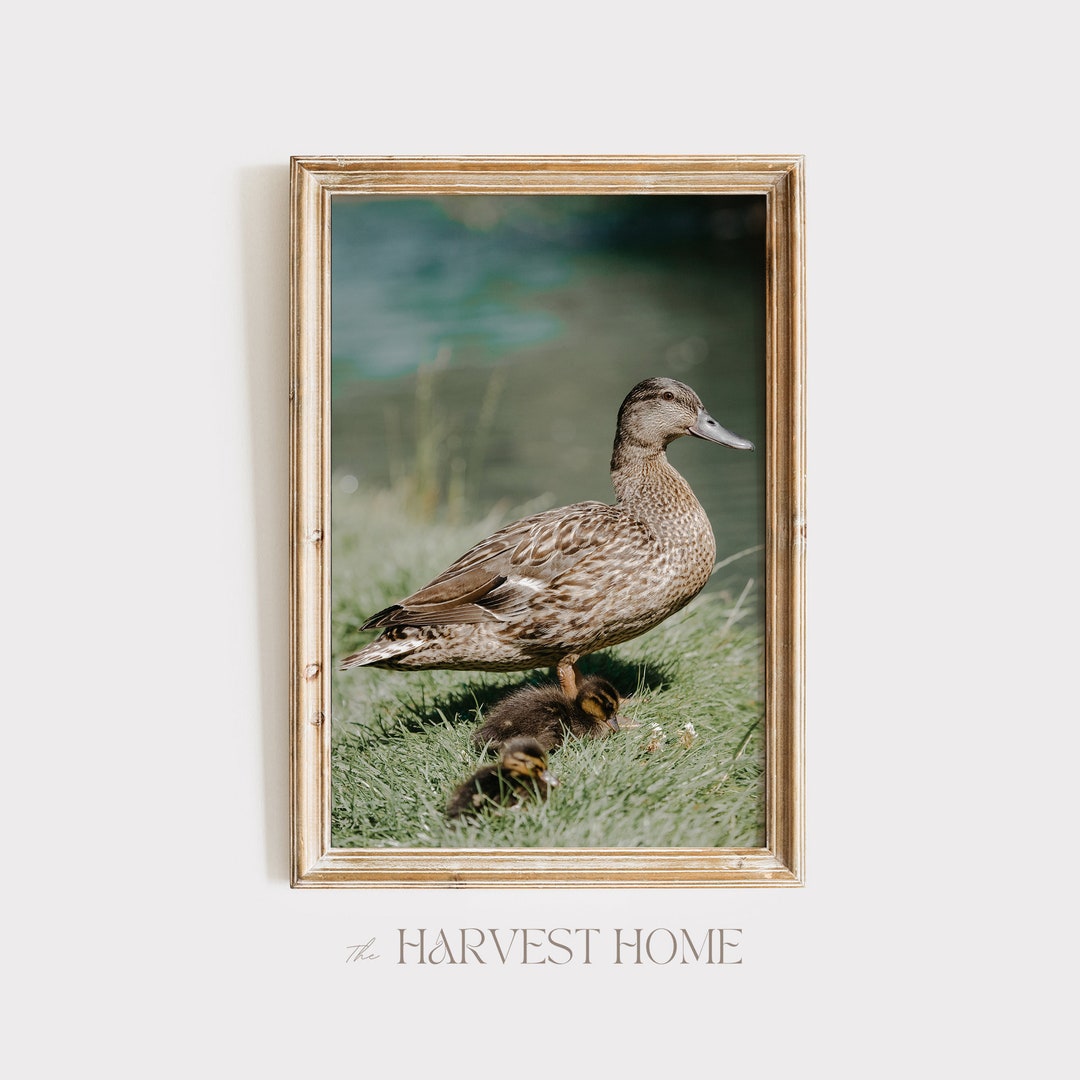 Duck With Ducklings Photo, Summer Pond Print, Farmhouse Duck Decor ...