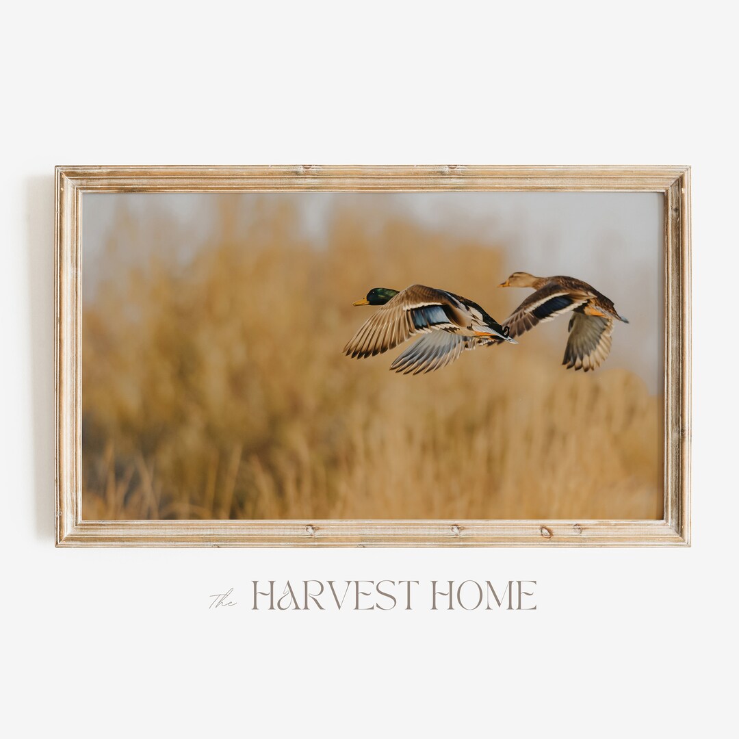 Mallard Ducks Flying Over Water | Samsung Frame TV Art | Rustic Duck TV ...