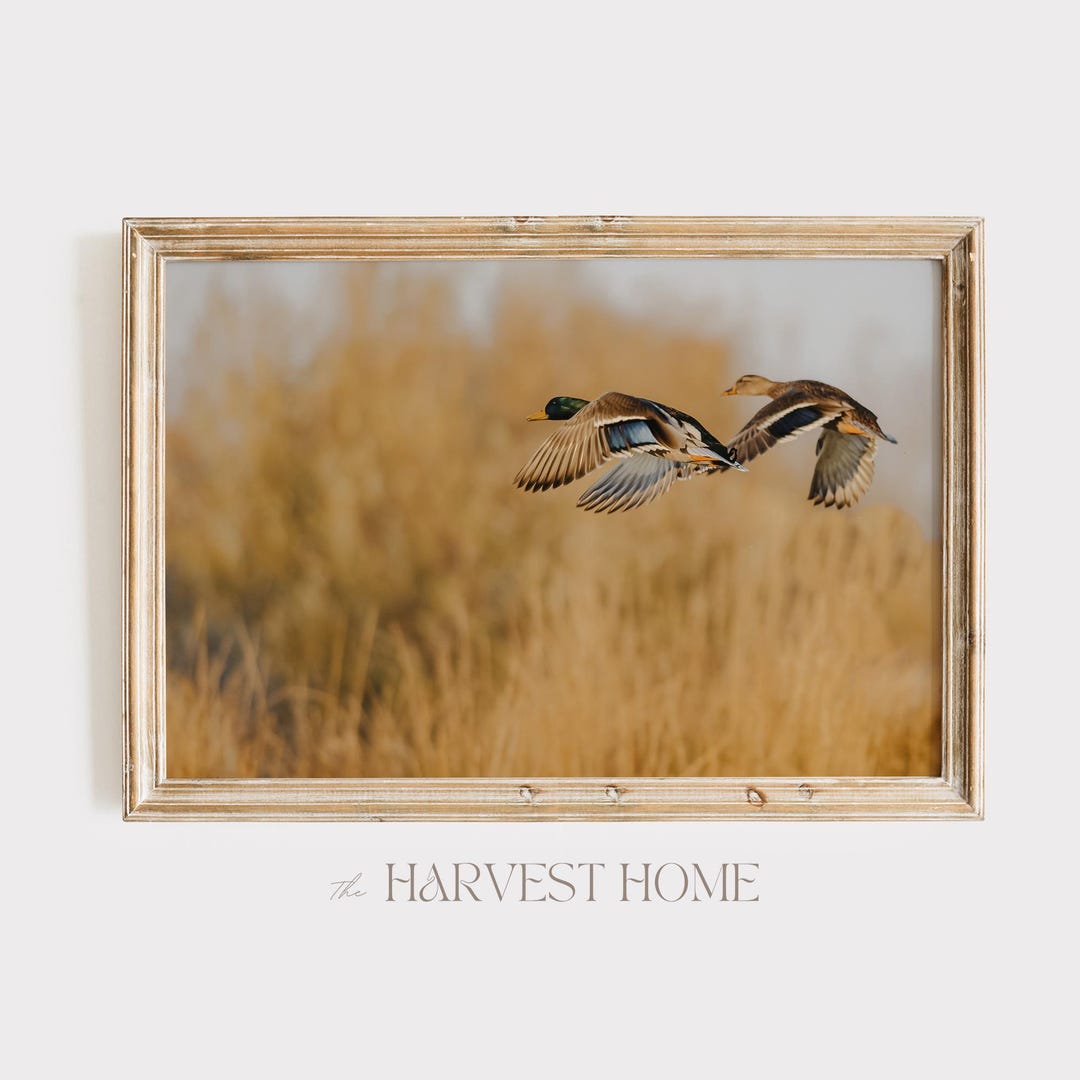 Mallard Ducks Taking Flight Print, Midwest Scenery, Autumn Wildlife ...