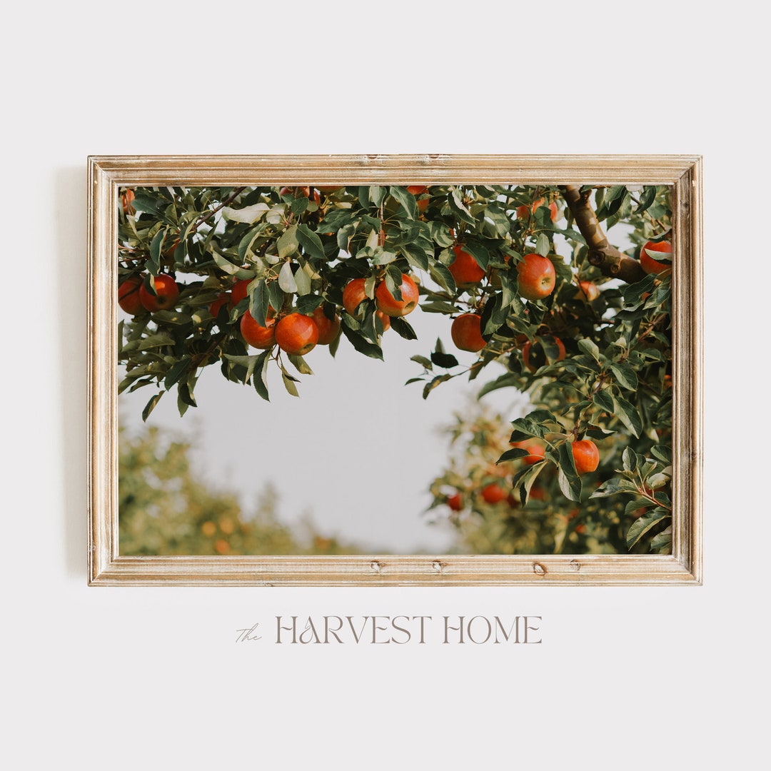 Apple Orchard Wall Art, Autumn Fruit Harvest, Farmhouse Fall Poster ...