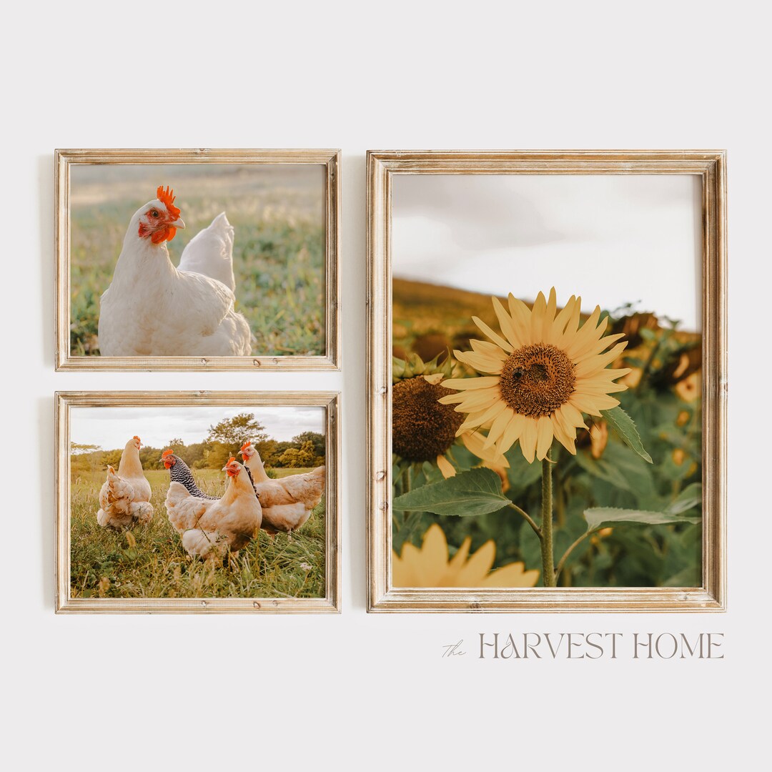 Farmhouse Chickens Set of 3, Summer on the Farm, Sunflower Photography ...