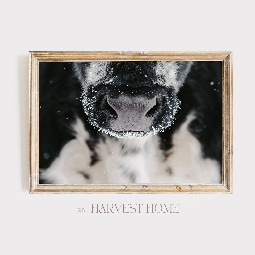 Frozen Cow Nose, Snowy Cow Wall Art, Farmhouse Decor, Winter Cow Poster ...