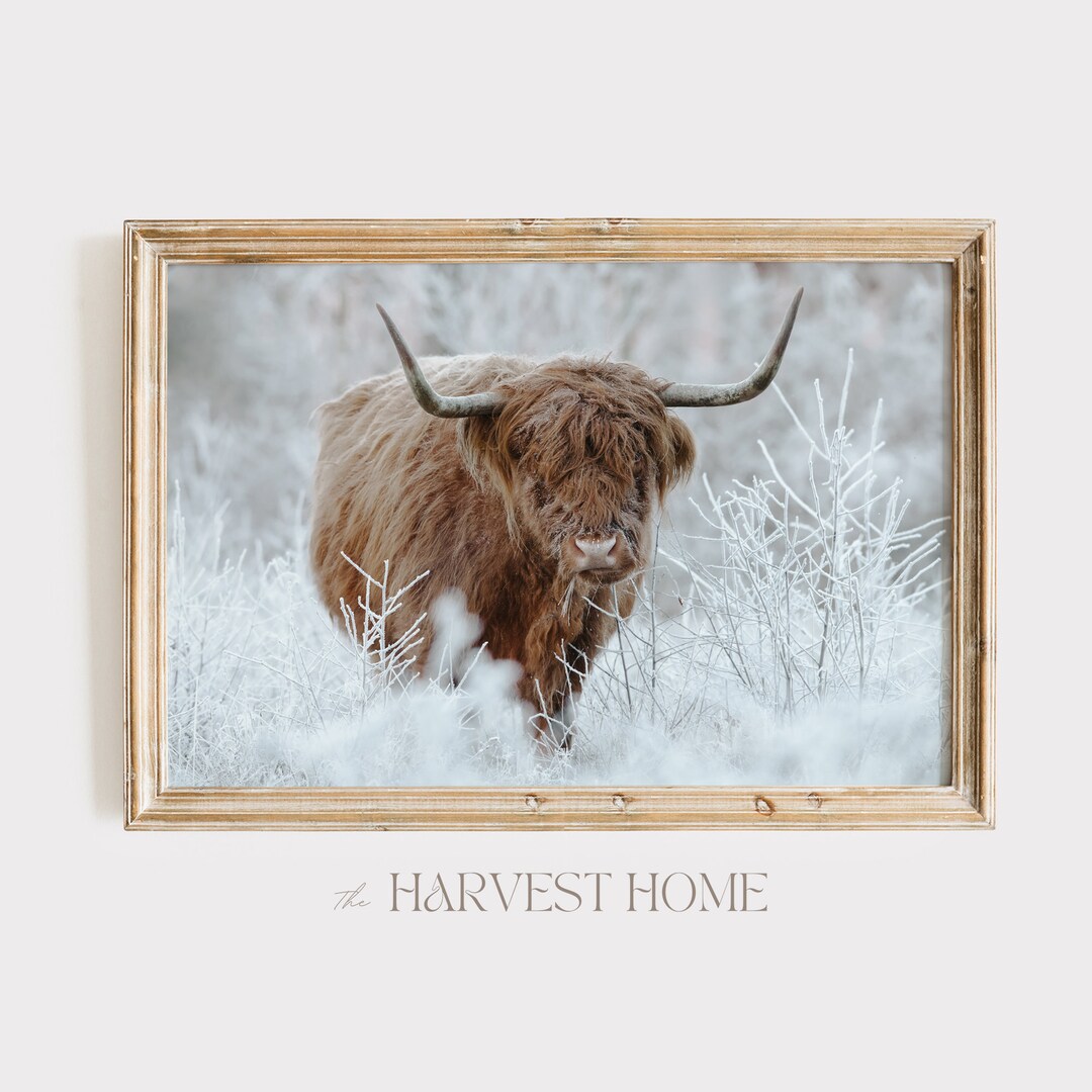 Highland Cow in Frosty Meadow, Winter Cow Photo, Farmhouse Decor ...