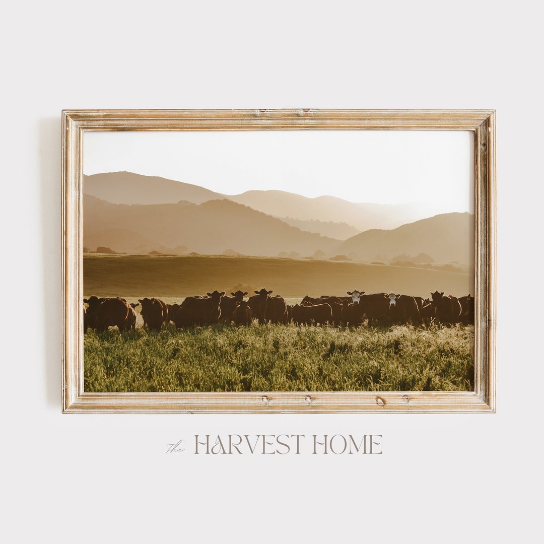 Western Black Angus Cow Poster, Herd of Cattle Wall Art, Rustic Sunset ...