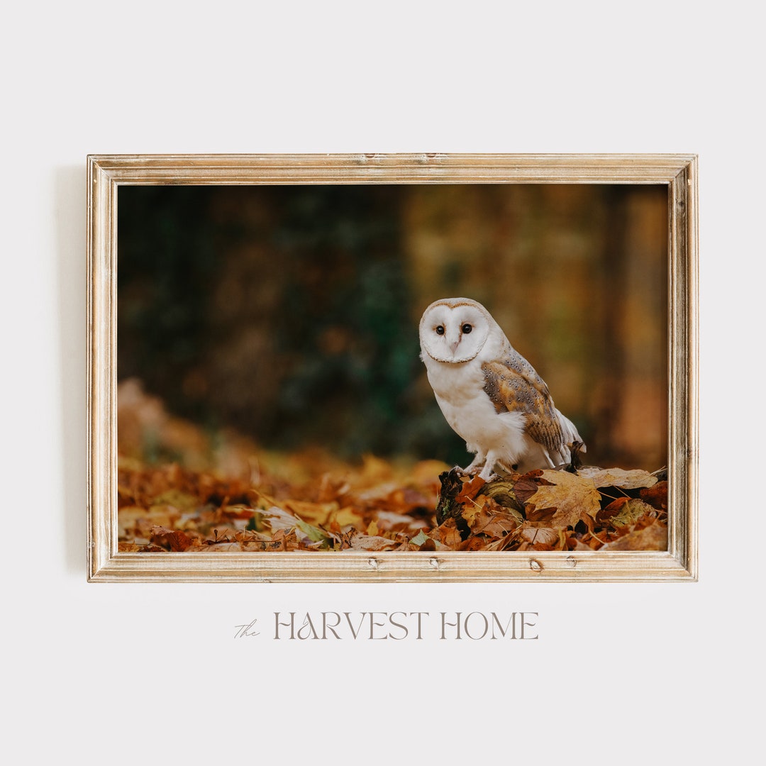 Barn Owl in Forest Print, Rustic Wildlife Poster, Woodland Owl Digital ...