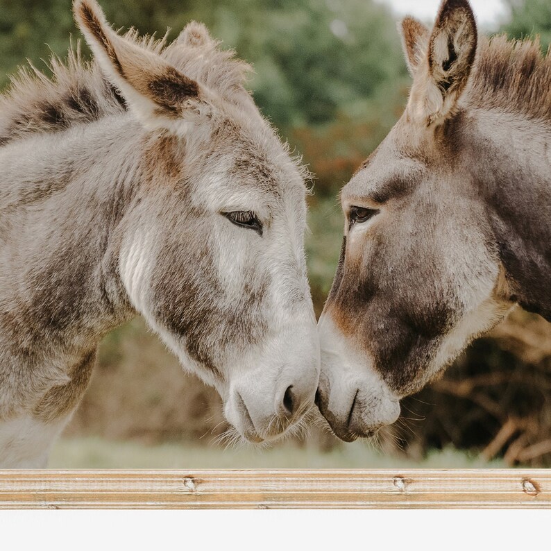 Donkey Friends Frame TV Art Farmhouse TV Decor Summer Donkey TV Art ...