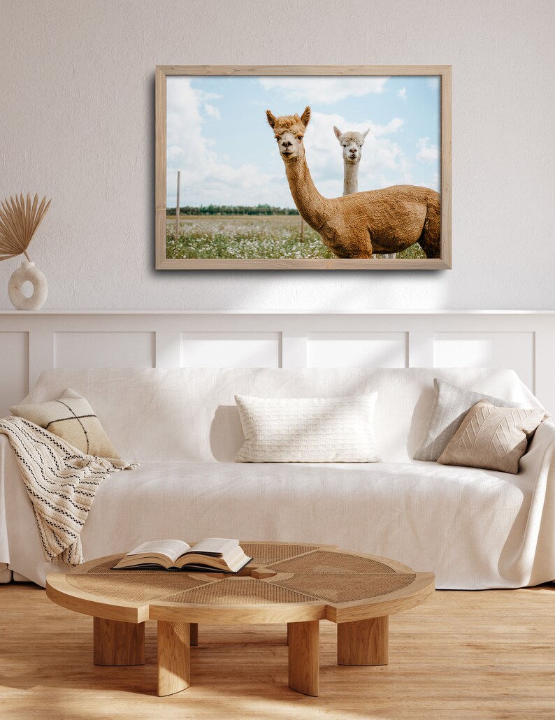 Alpaca Friends Wall Art, Sheared Alpaca Poster, Summer Alpaca in ...
