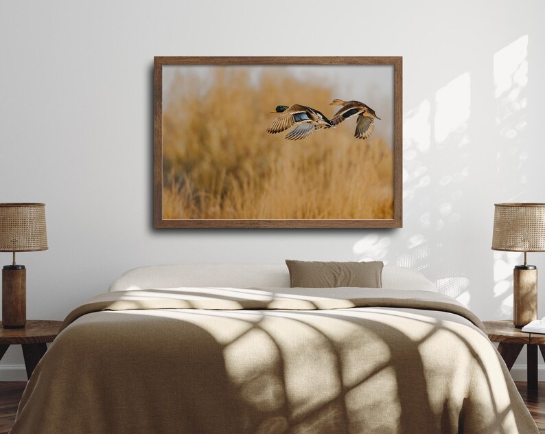 Mallard Ducks Taking Flight Print, Midwest Scenery, Autumn Wildlife ...